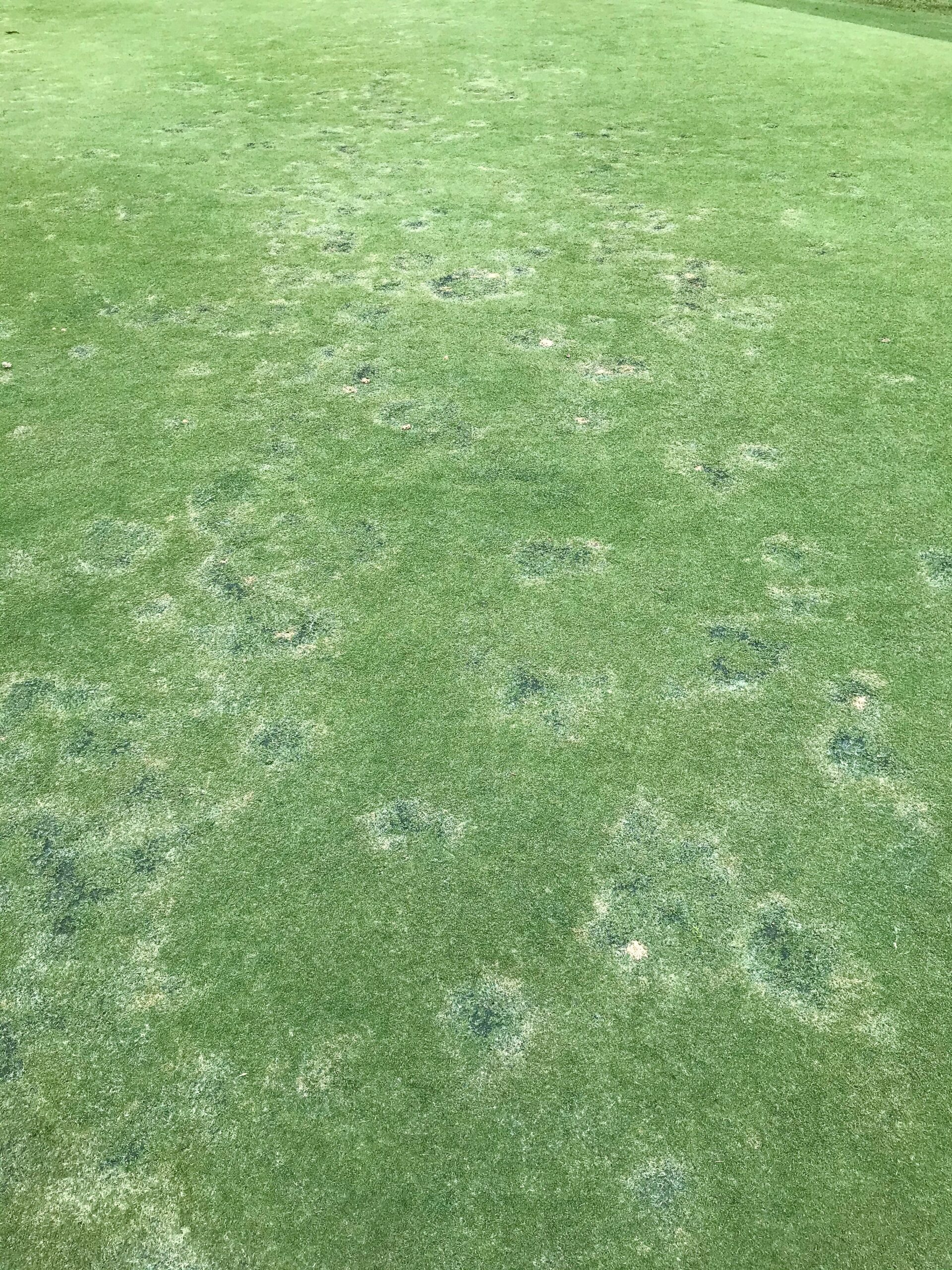 Spring Turf Health Alert: ERI Diseases - Living Turf